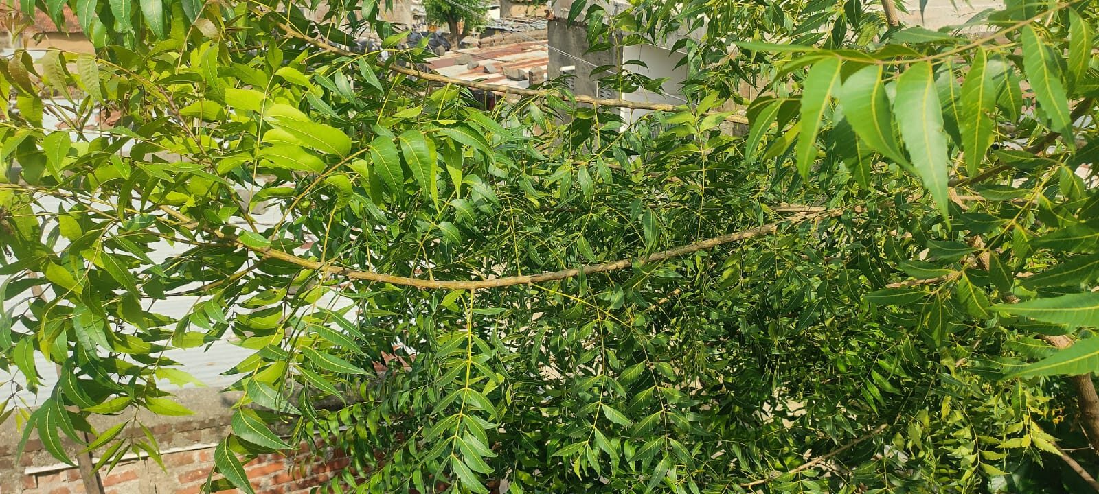 Neem: A Versatile Plant with 20 Common Uses and Potential Side Effects ...